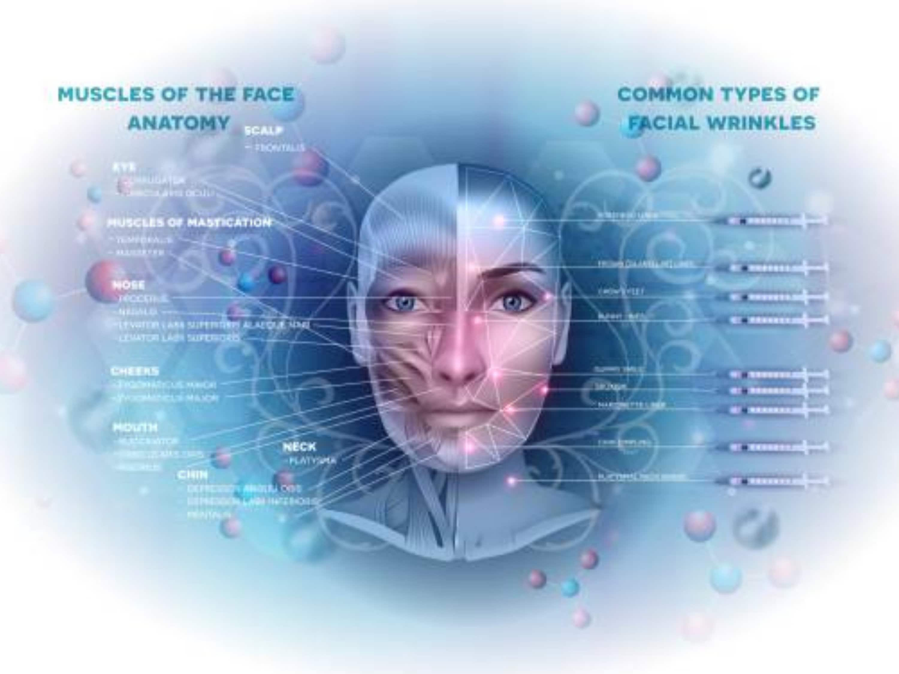 Face Muscles and Wrinkles Chart - Etsy