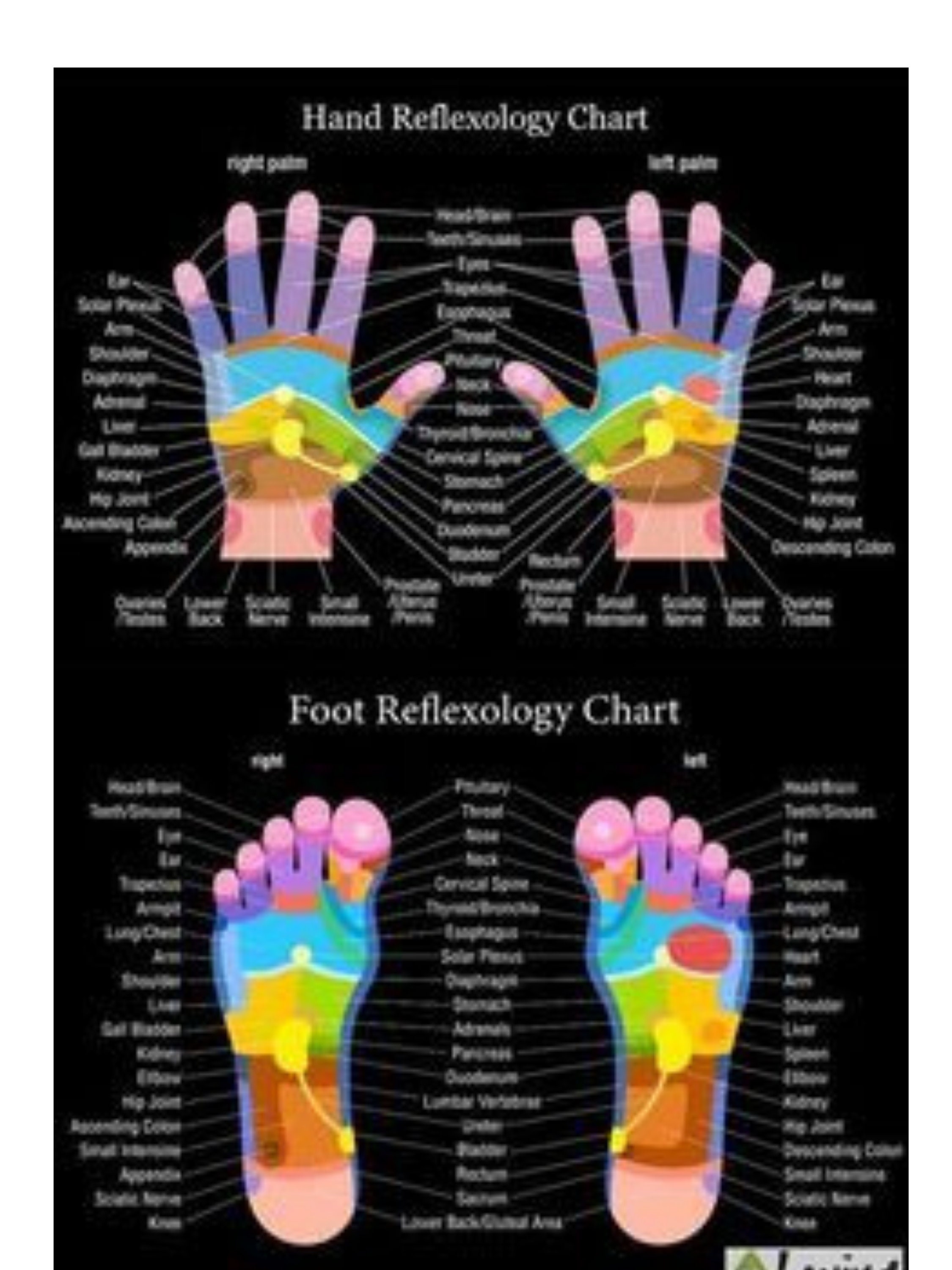 Hand And Foot Reflexology Chart