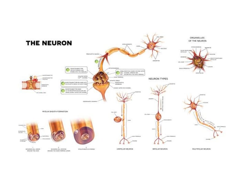 The Neuron Cell Chart - Etsy