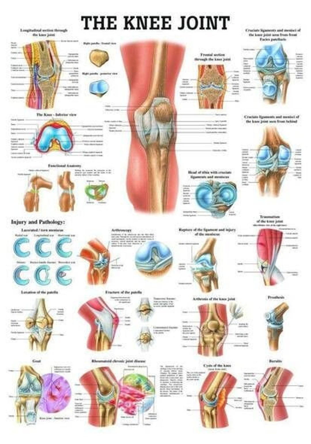THE KNEE JOINT Study Chart - Etsy