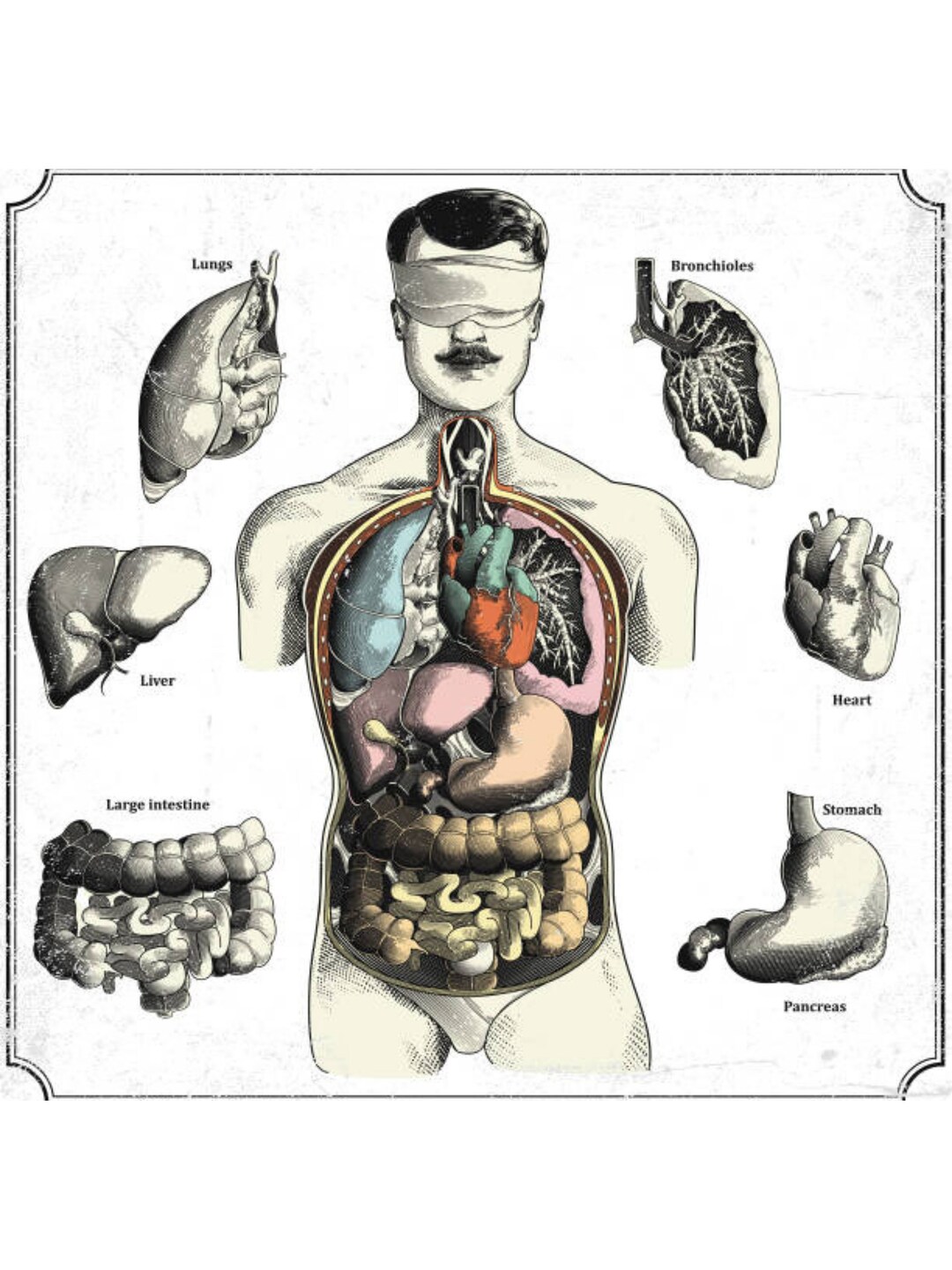 Internal Organ Study Guide - Etsy