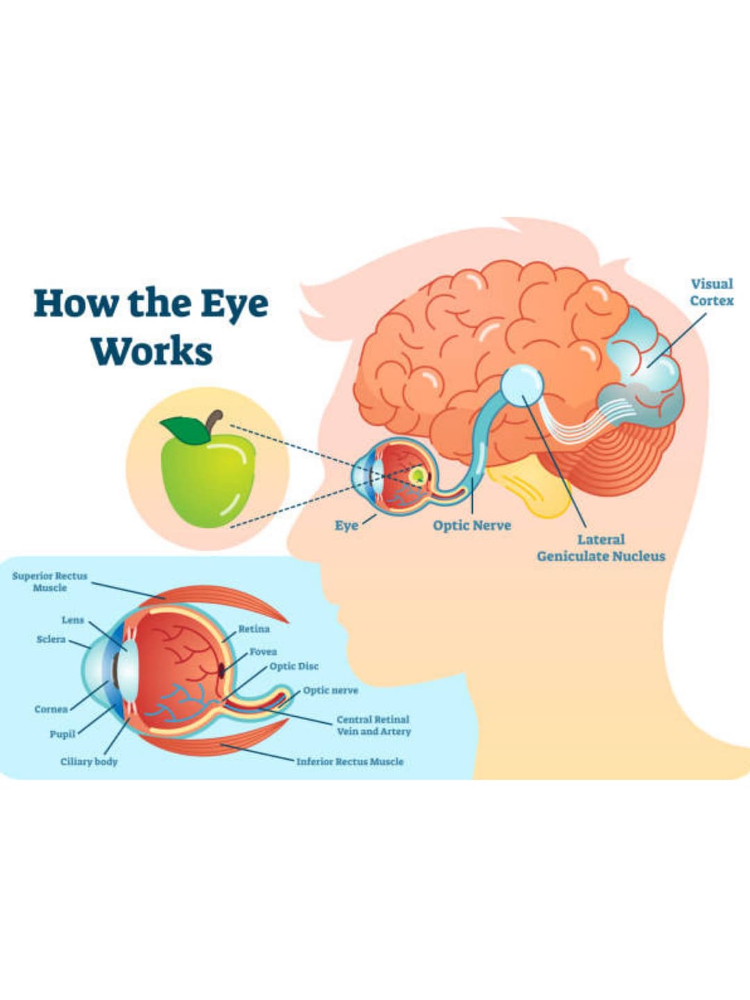 How the Eye Works Color Chart - Etsy
