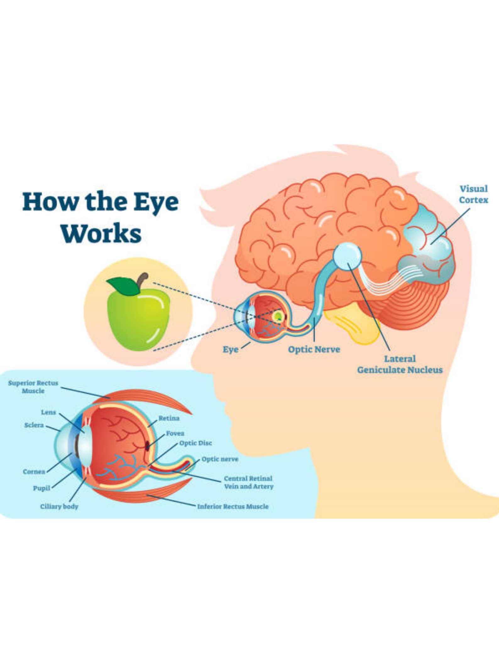 How the Eye Works Color Chart - Etsy