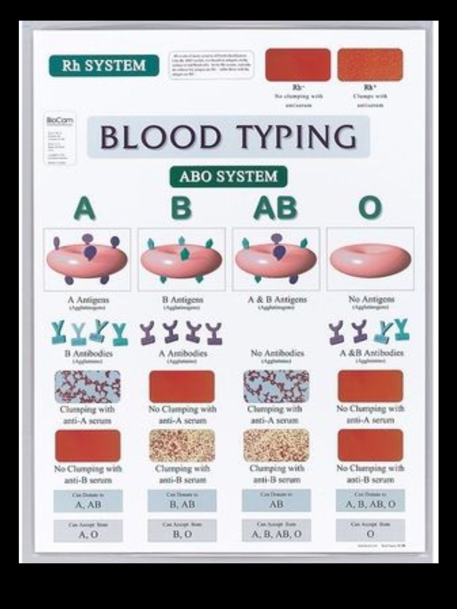 BLOOD TYPING CHART, Showing All Blood Types - Etsy