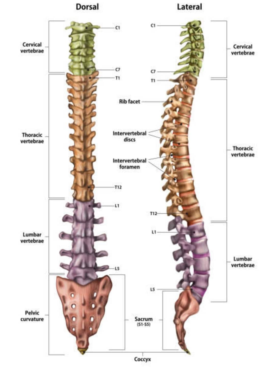 Dorsal and Lateral Spine Chart - Etsy