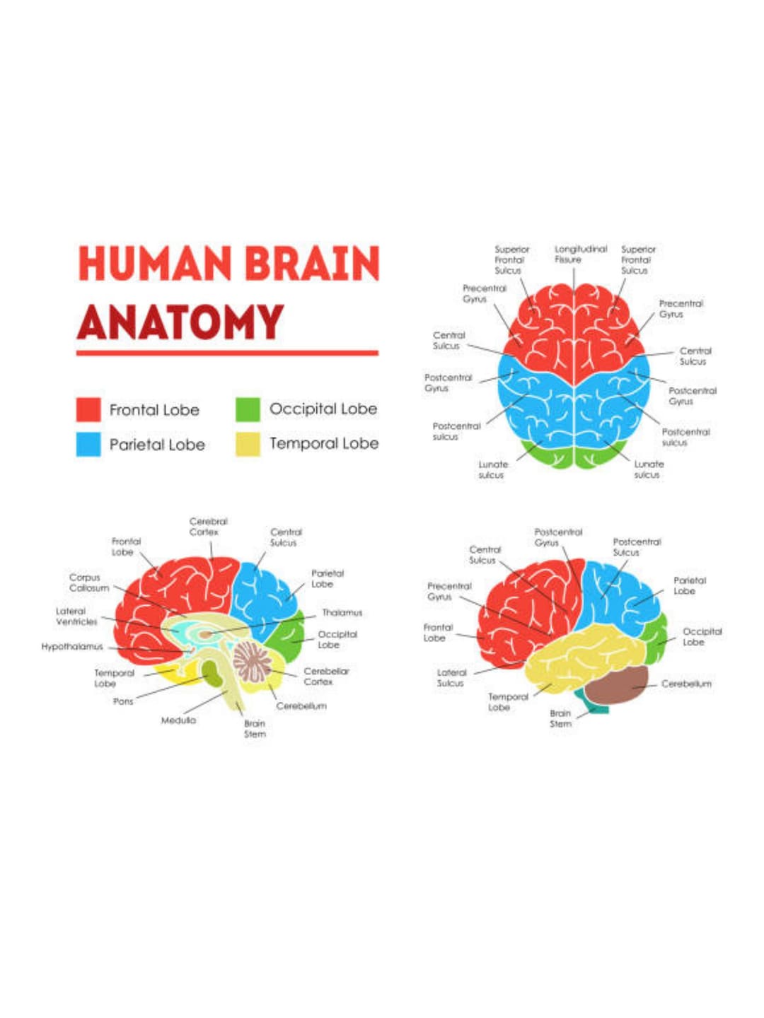 Human Brain Anatomy Study Guide - Etsy
