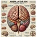 HUMAN BRAIN ANATOMY - Etsy