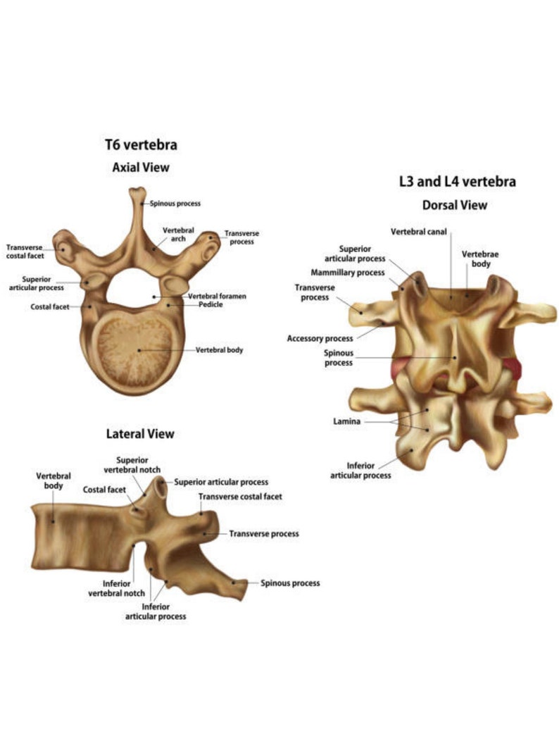 Vertebra Chart L3 L4 T6 - Etsy