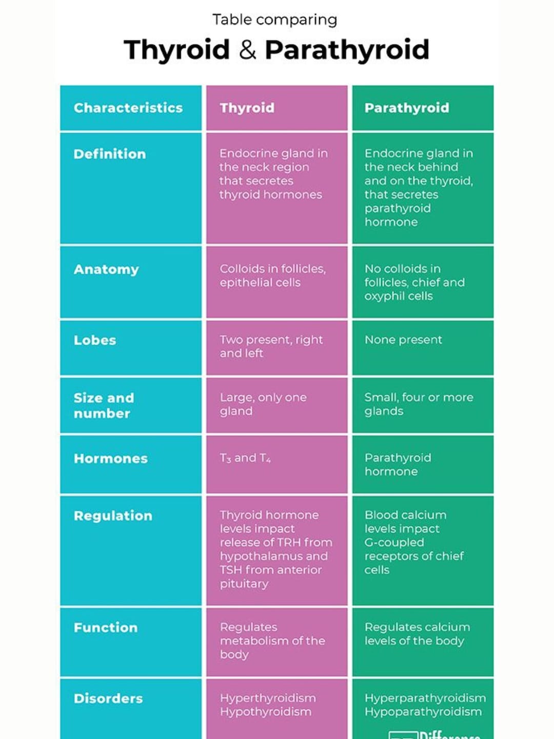 Thyroid And Parathyroid Comparison Etsy