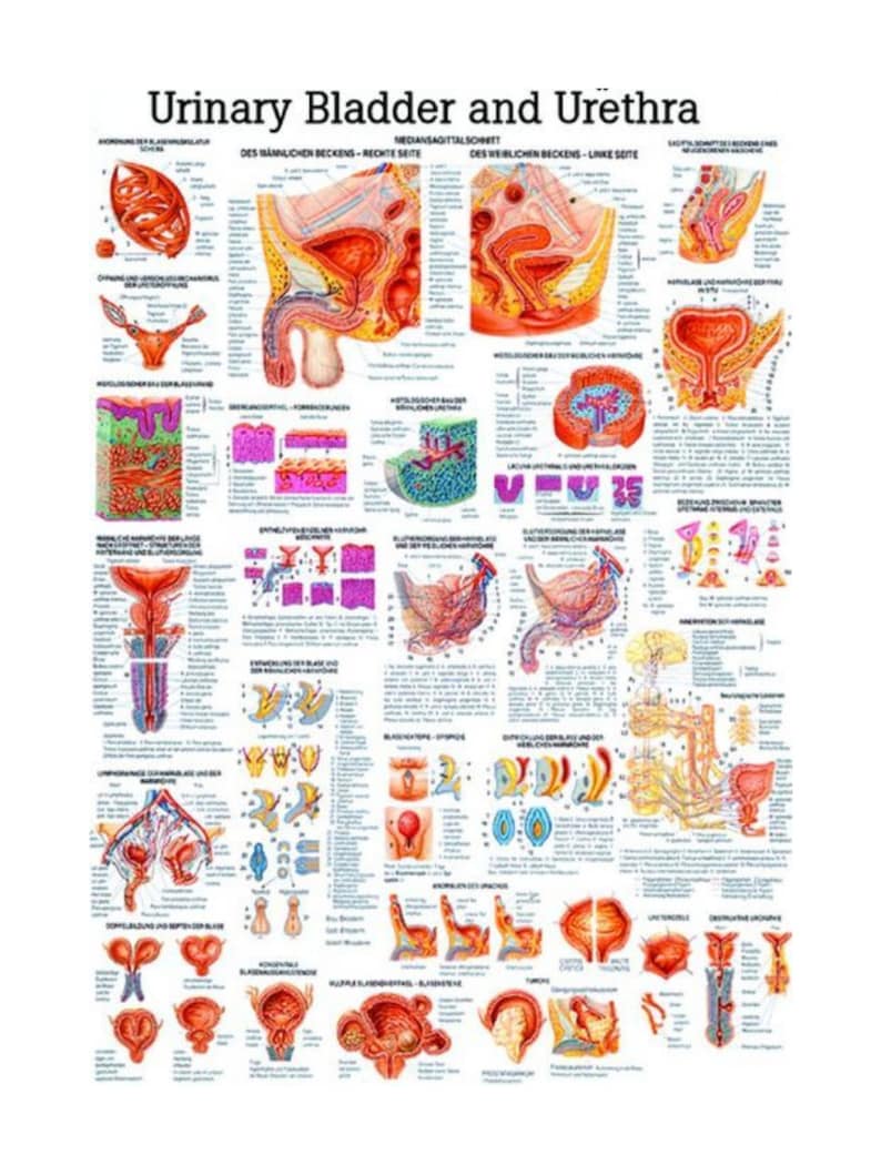 URINARY BLADDER and URETHRA Chart and Study Guide - Etsy