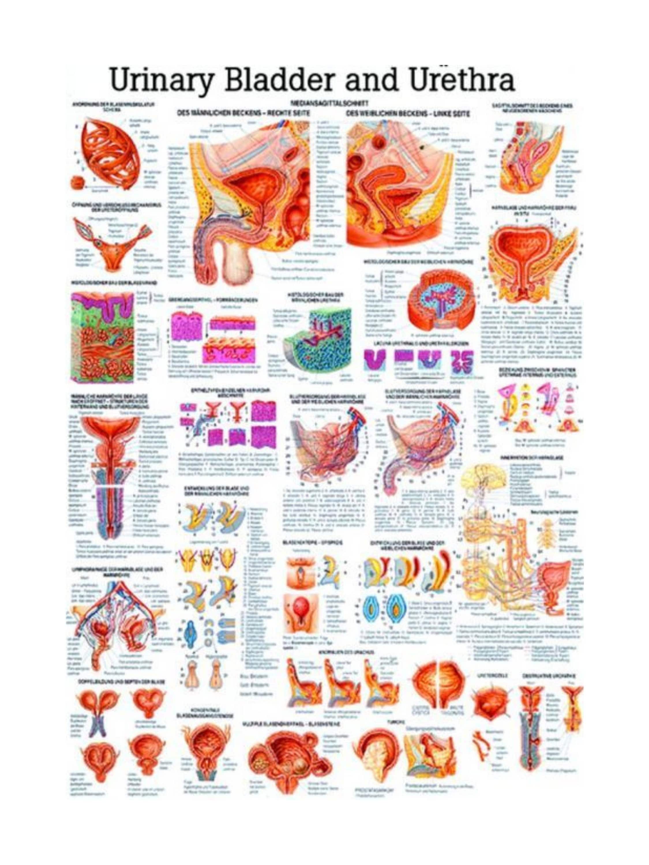 URINARY BLADDER and URETHRA Chart and Study Guide - Etsy