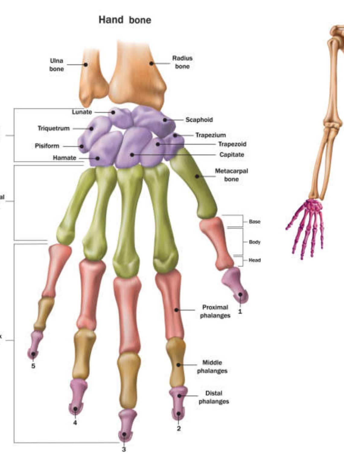 Hand Bone Diagram Color Chart - Etsy