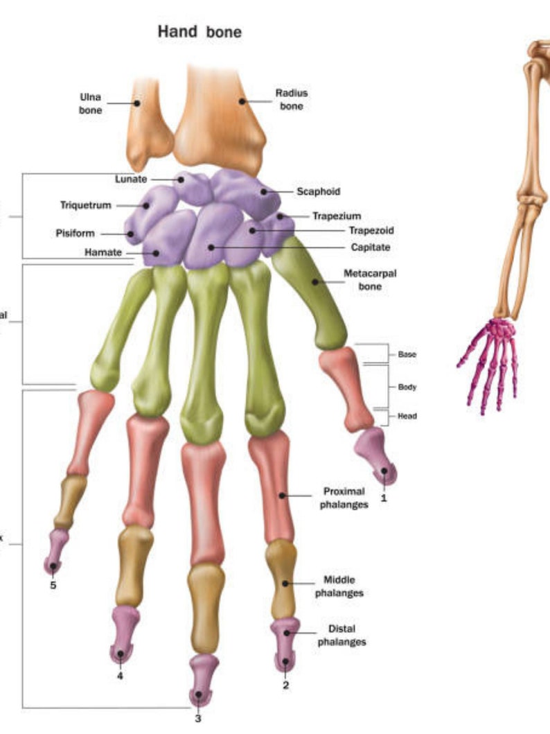 Hand Bone Diagram Color Chart - Etsy