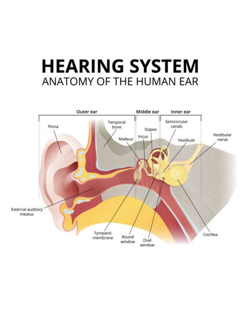 Hearing System Chart - Anatomy of the Ear - Etsy