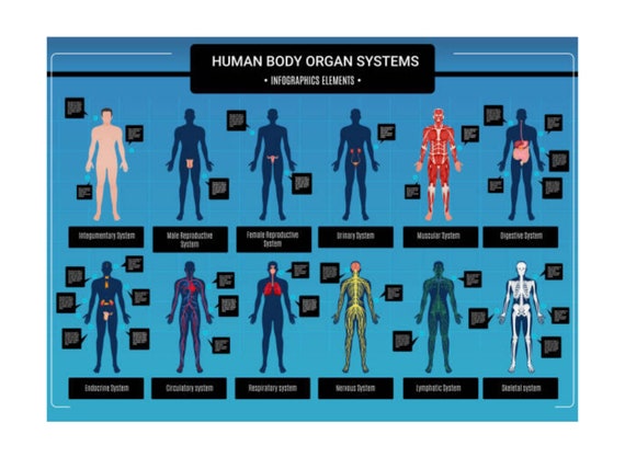 Human Body Organ Chart - Etsy