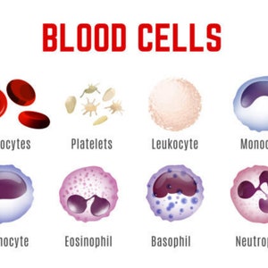 Blood Cells Chart - Etsy