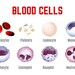 Blood Cells Chart - Etsy