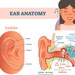 Ear Anatomy Chart - Etsy