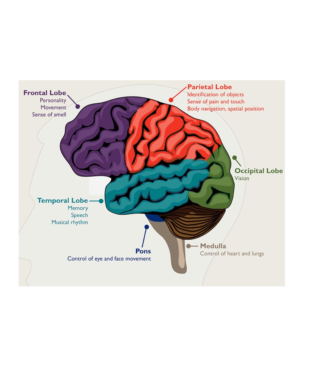 The Functions That Your Brain Controls, Body - Etsy