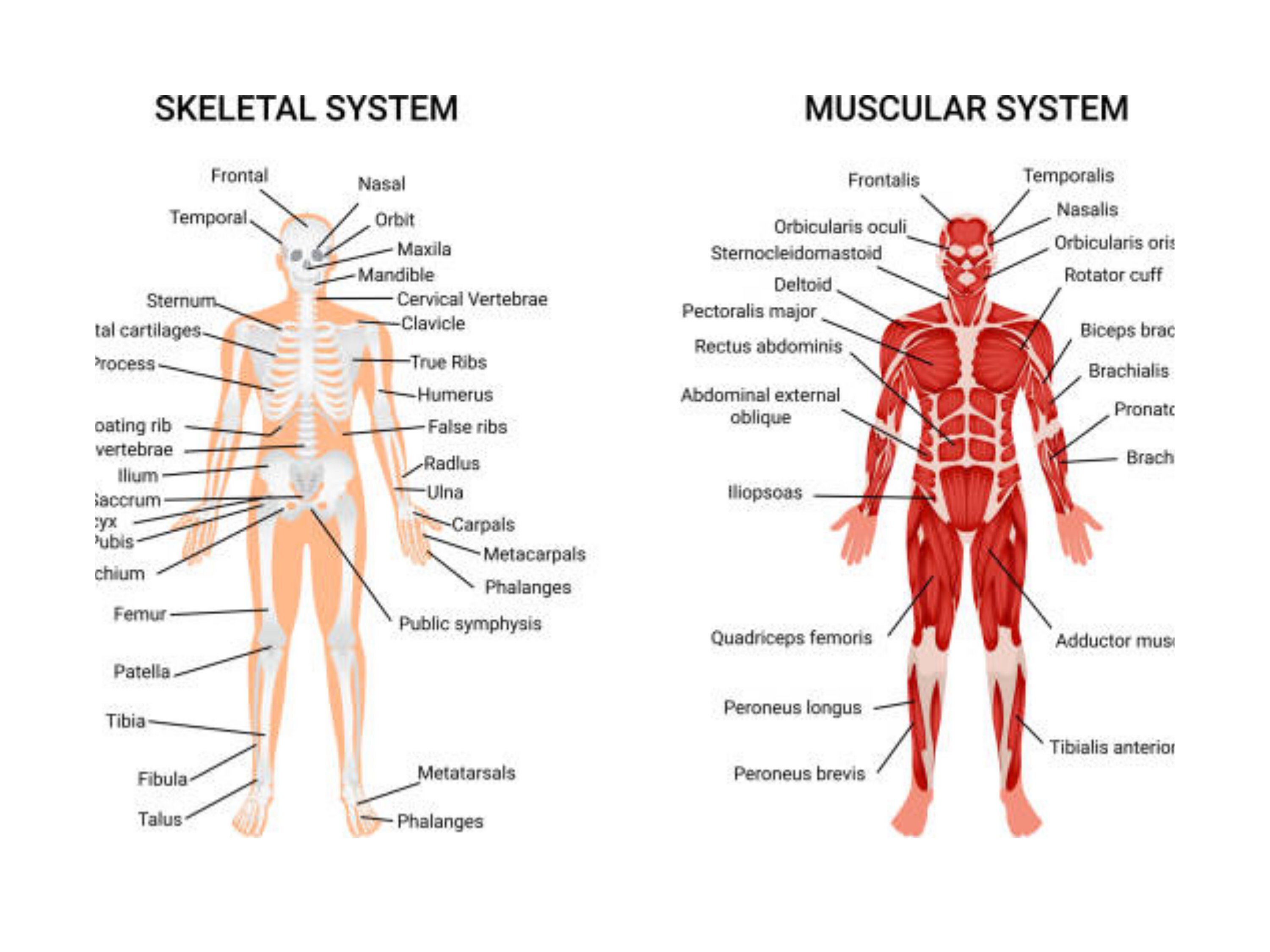 Skeleton And Muscular System Chart Download Now Etsy Skeleton And Muscular System Chart Download Now Etsy