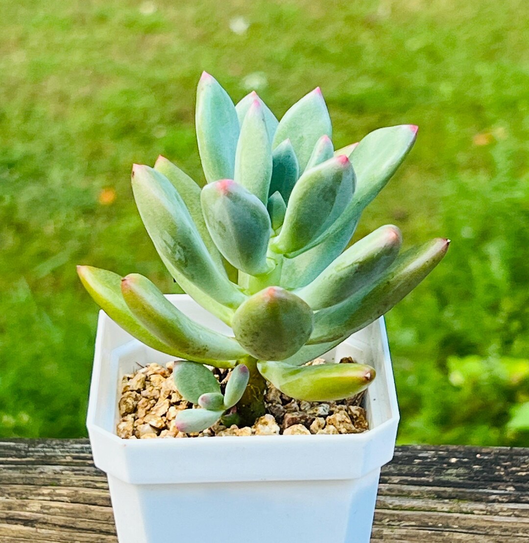 Pachyveria Dr. Cornelius; 3-inch; Exact Plants - Etsy