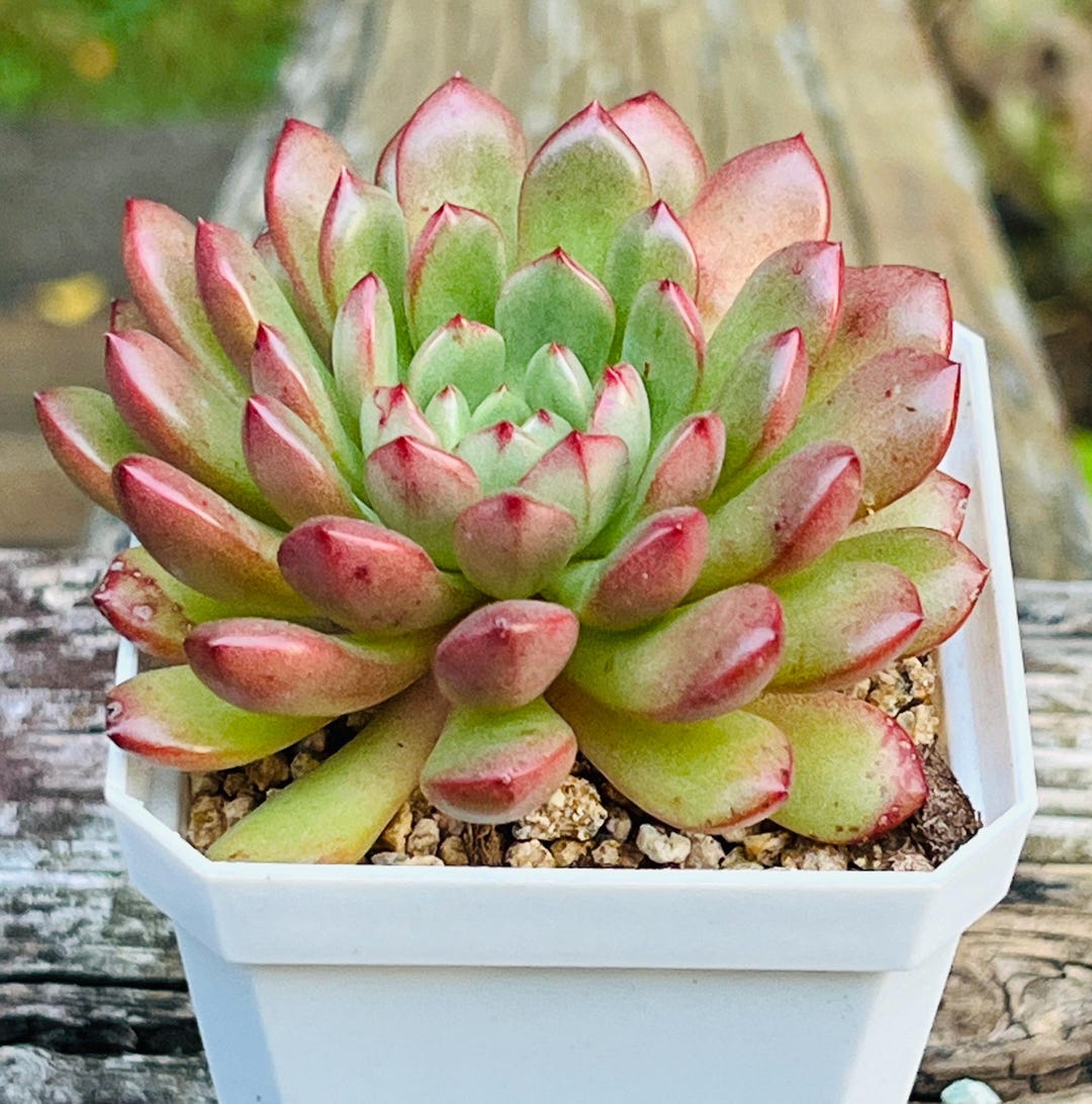 Echeveria Red Ruby; 3-inch; Perfect Holiday Gift - Etsy