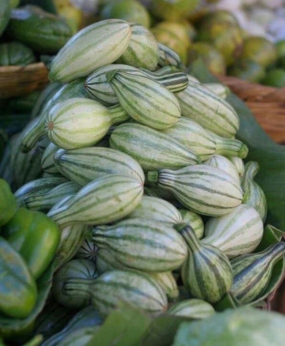 Semillas Pipian Criollo Salvadoreño Green Striped Cushaw - Etsy