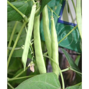 Mccaslan Pole Bean (phaseolus Vulgaris) Seeds - Etsy