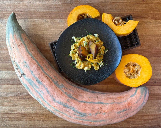 North Georgia Candy Roaster Squash, Cucurbita Maxima, 10 Seeds, Sweet ...