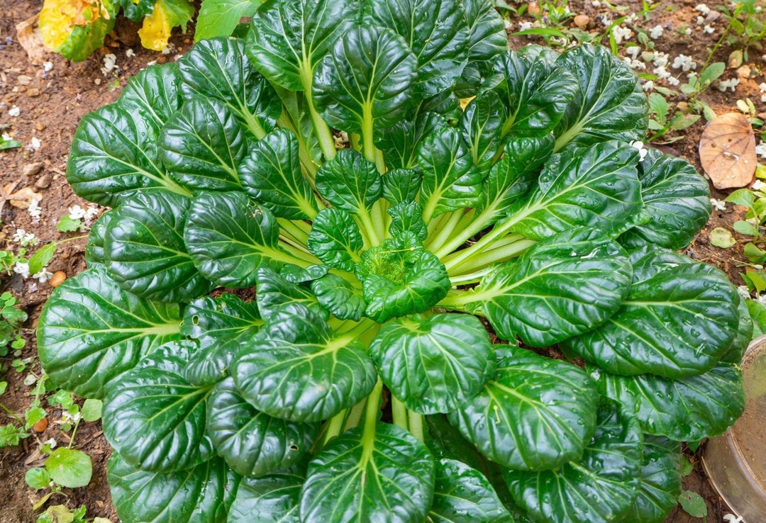 Tatsoi- Pak Choi - Rosette Tatsoi- Cabbage Family Seeds - Etsy
