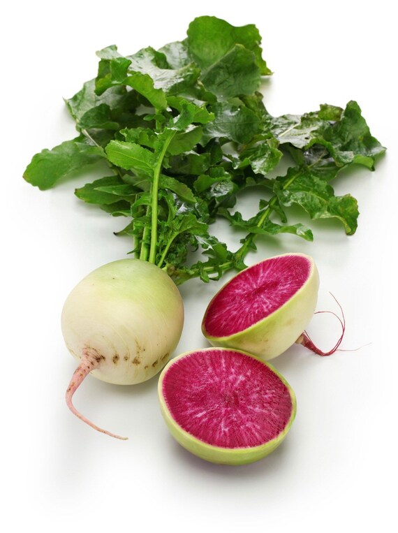 Watermelon Radish chinese Red Meat Radish | Etsy