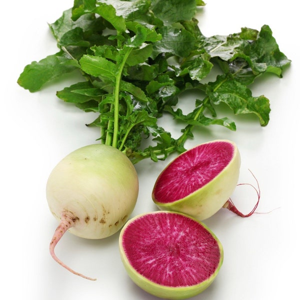 Watermelon Radish Seeds - Etsy
