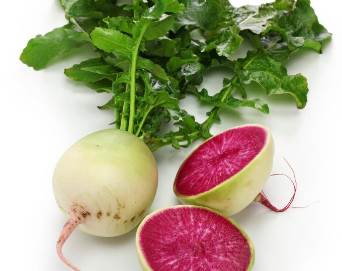 Watermelon Radish chinese Red Meat Radish Seeds - Etsy