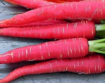 Pusa Rudhira Red Carrot Seeds Packet of 10seeds Palm - Etsy
