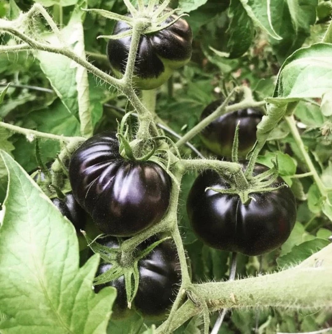 Black Beauty Heirloom Tomato Seeds - Etsy