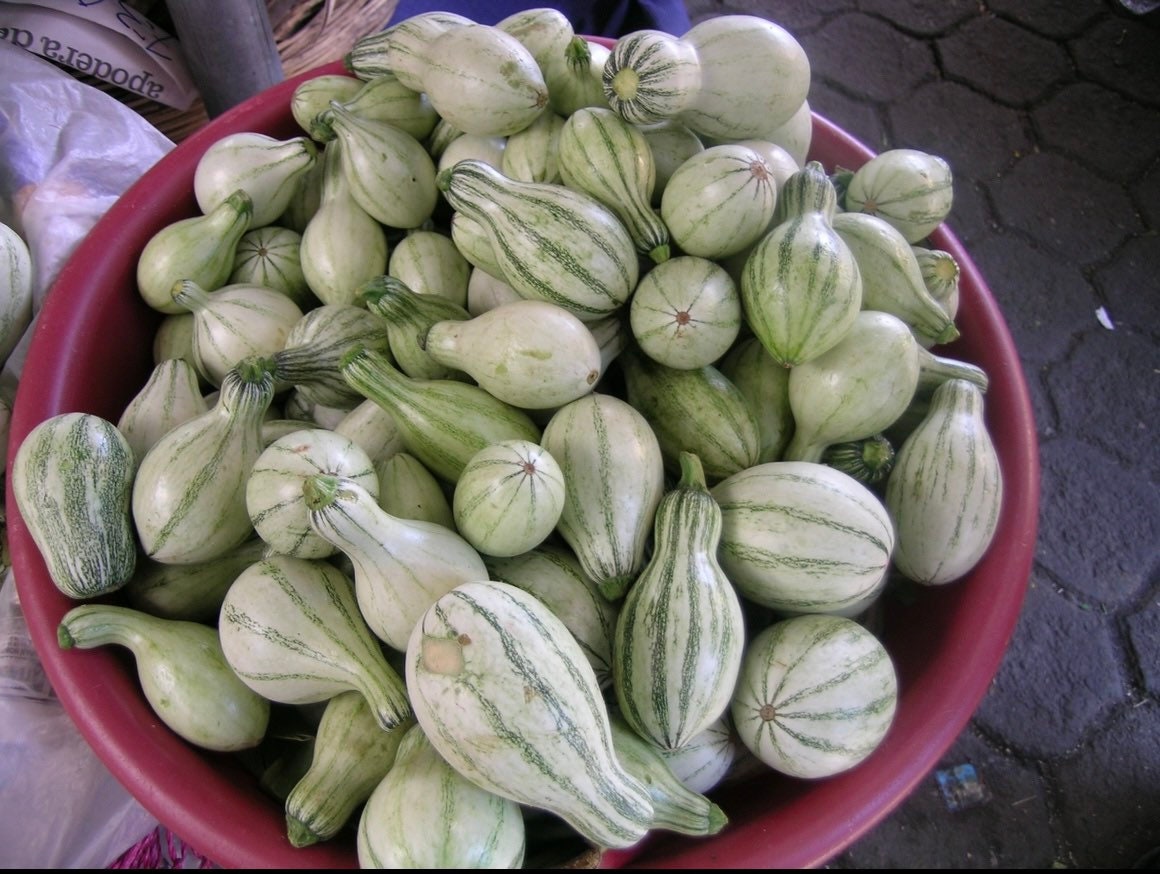 Semillas Pipian Criollo Salvadoreño- Green Striped Cushaw Seeds - Etsy