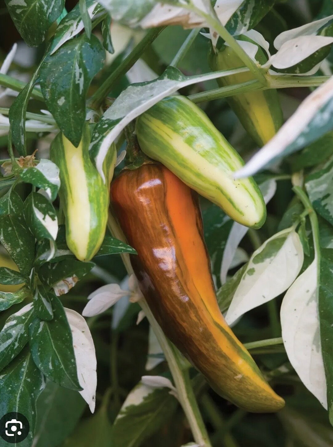 Variegated Fish Pepper Seeds - Etsy