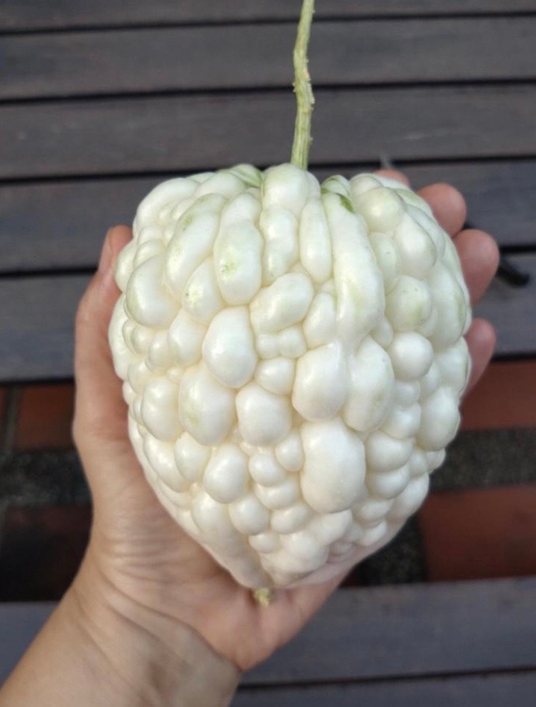 Pearl Goya White Bitter Melon - Etsy