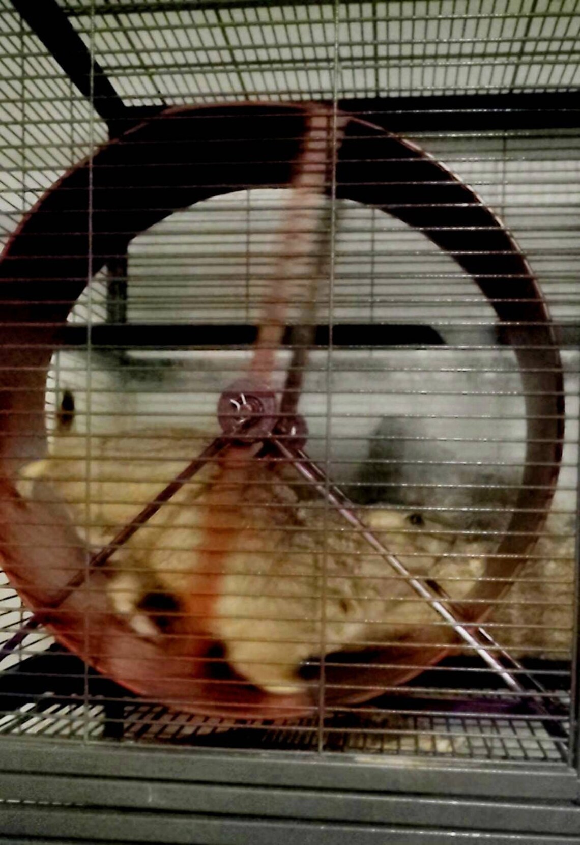 Large Metal Exercise Wheel for Small Animals - Etsy