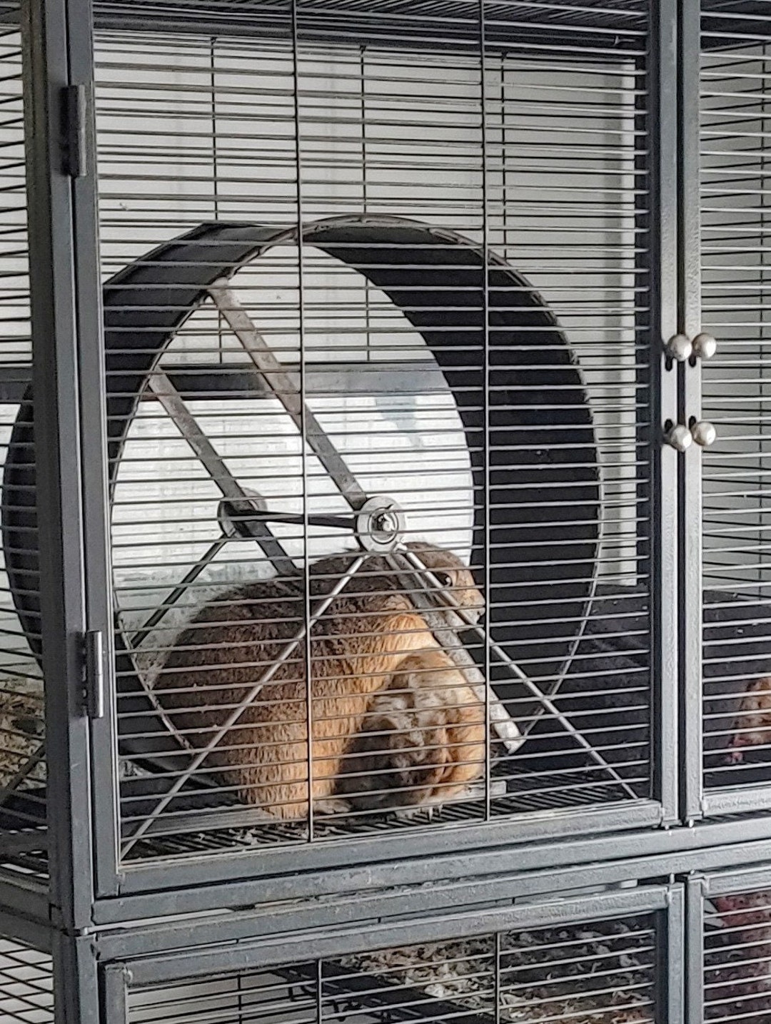 Large Metal Exercise Wheel for Small Animals - Etsy