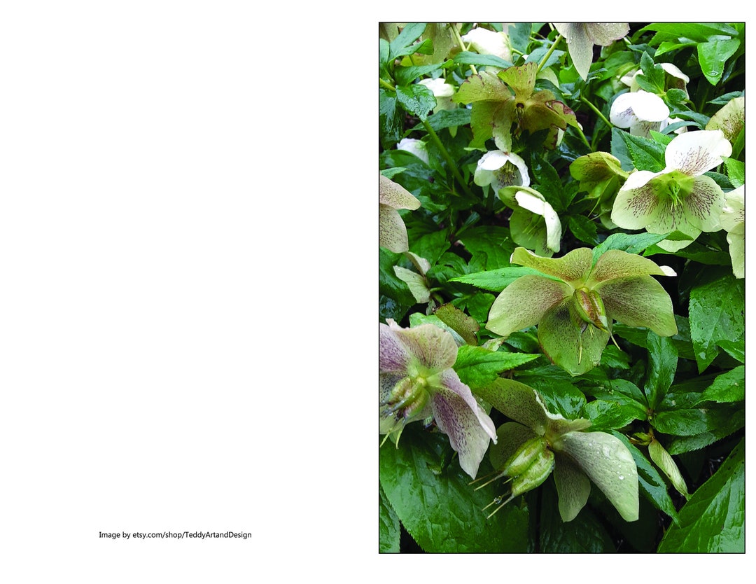 White Helleborus Greeting Card - Etsy