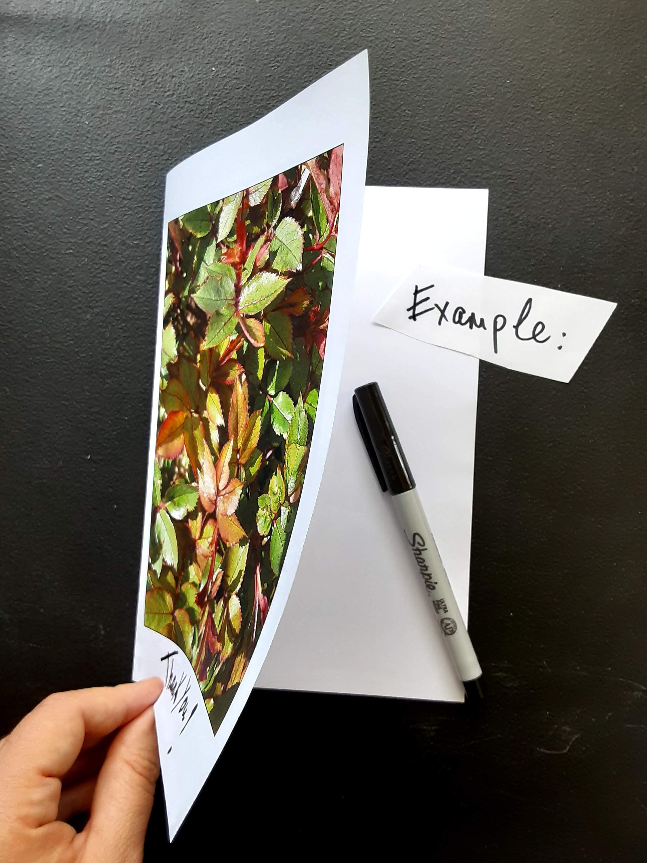 Helleborus Color Pop Greeting Card - Etsy