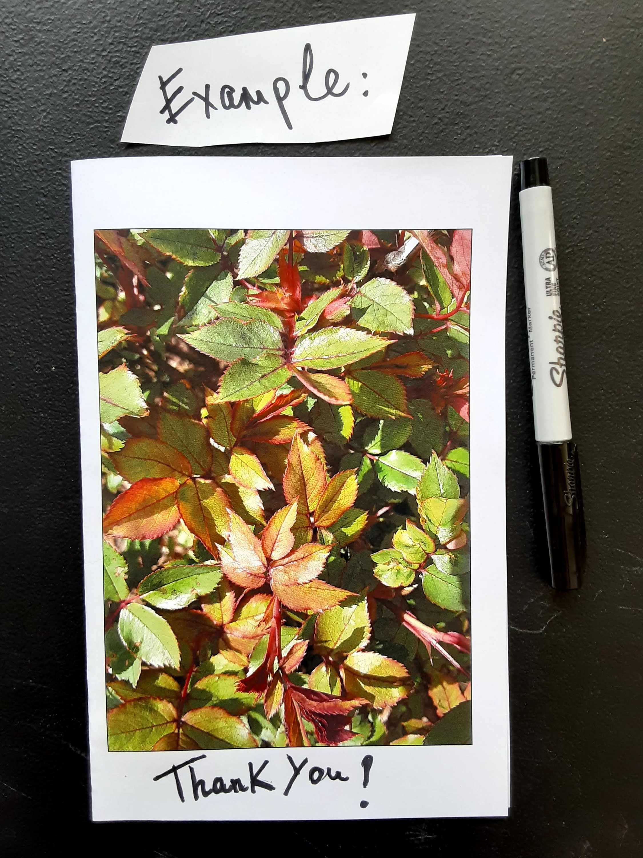 Helleborus Color Pop Greeting Card - Etsy