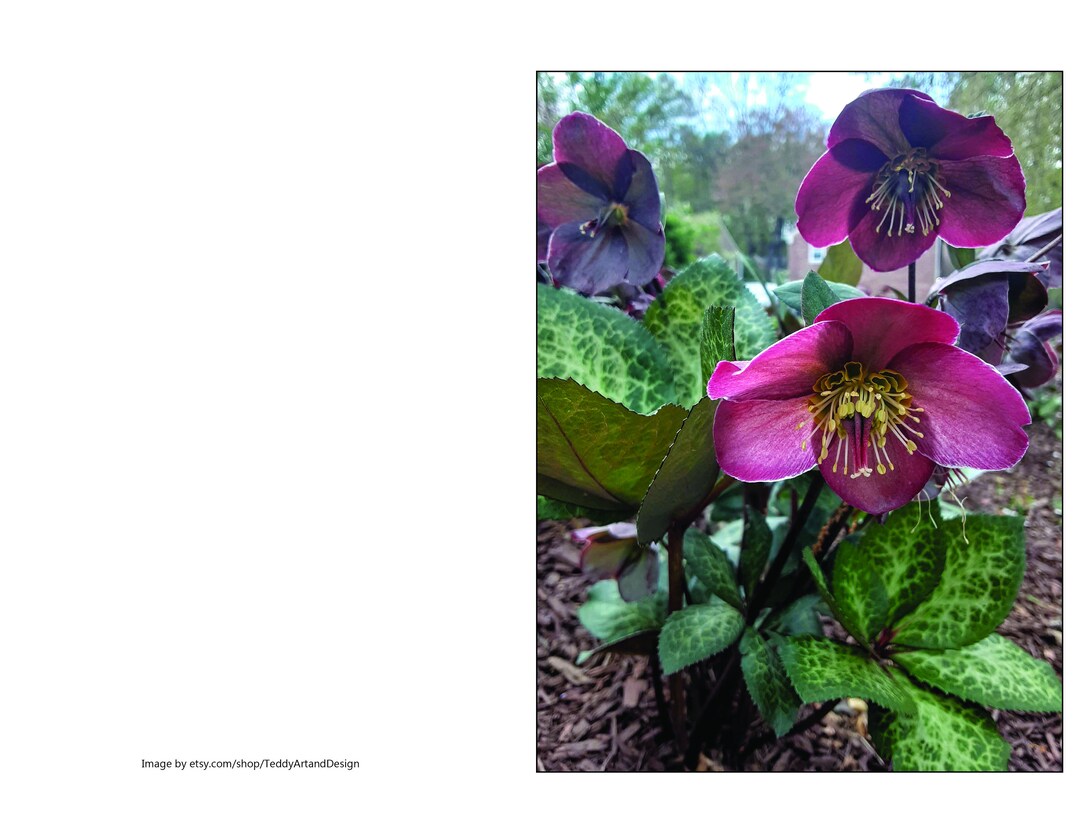 Helleborus Greeting Card - Etsy