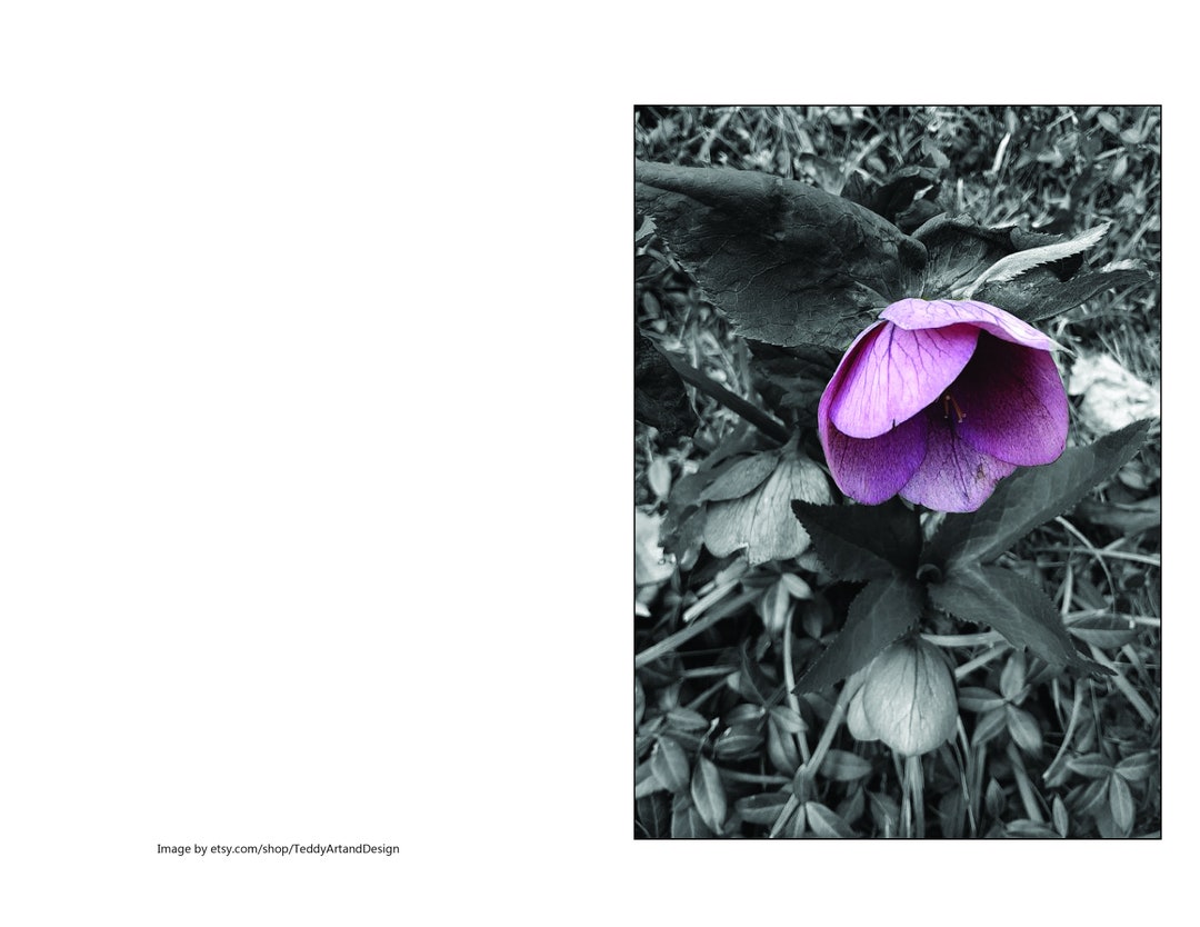 Helleborus Color Pop Greeting Card - Etsy