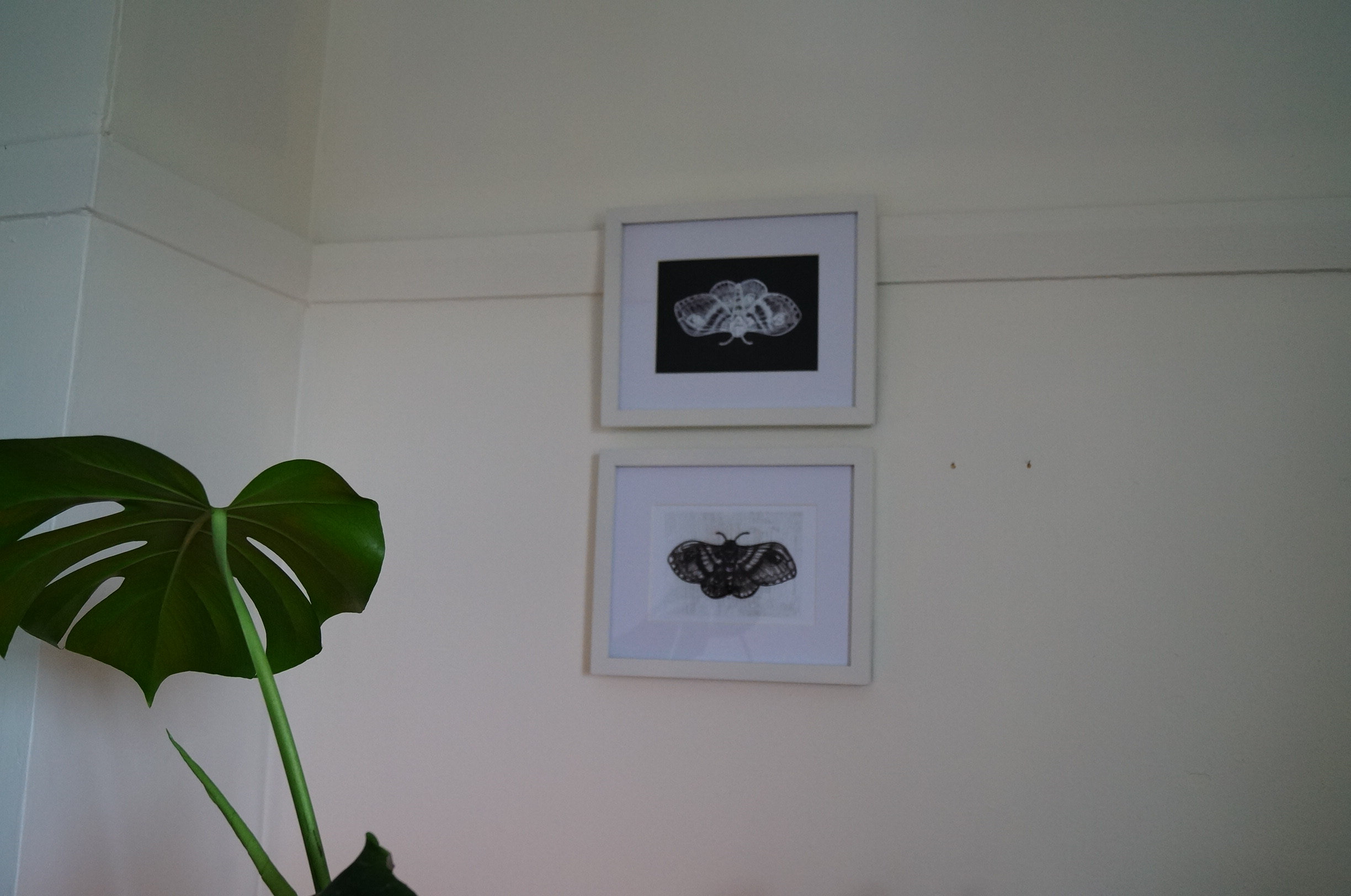 Black+white, Moth, Ink Drawing, 8x10inch, Printable, Frameable ...