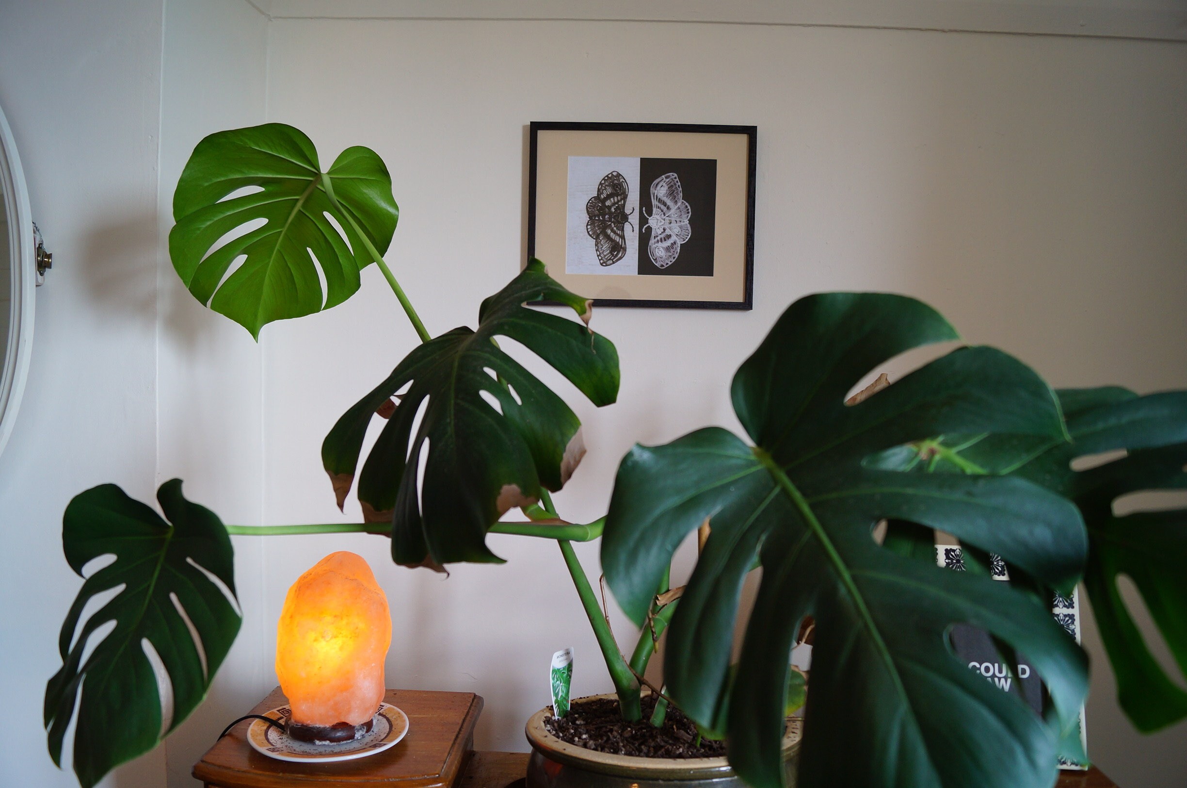 Black+white, Moth, Ink Drawing, 8x10inch, Printable, Frameable ...