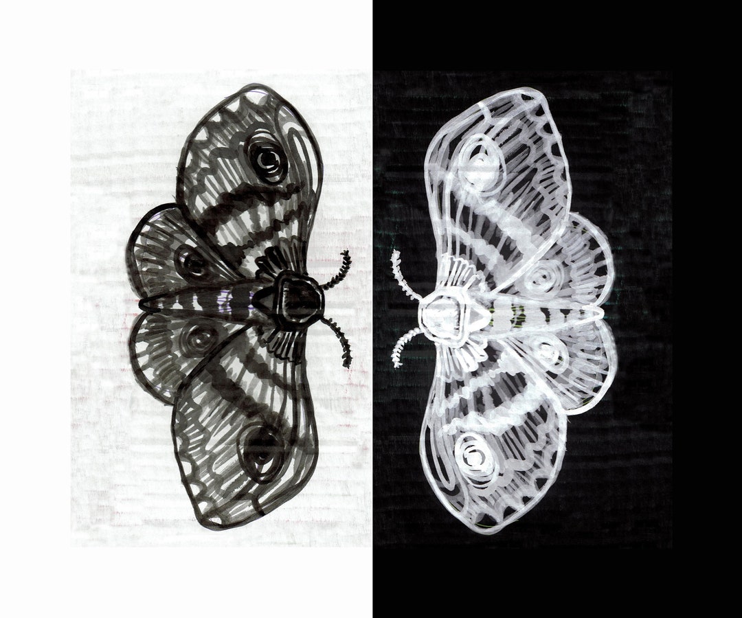 Black+white, Moth, Ink Drawing, 8x10inch, Printable, Frameable ...