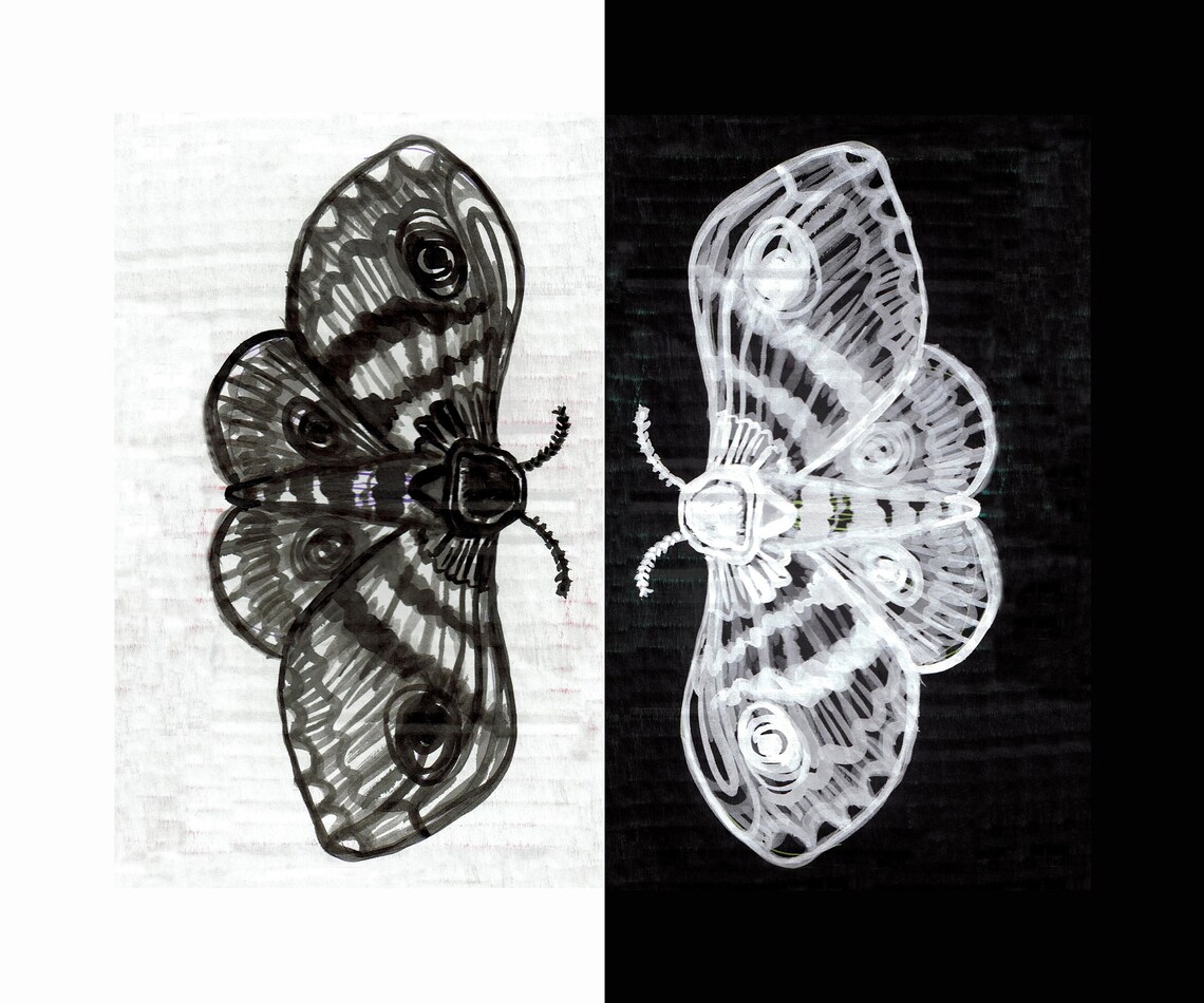 Blackwhite, Moth, Ink Drawing, 8x10inch, Printable, Frameable ...