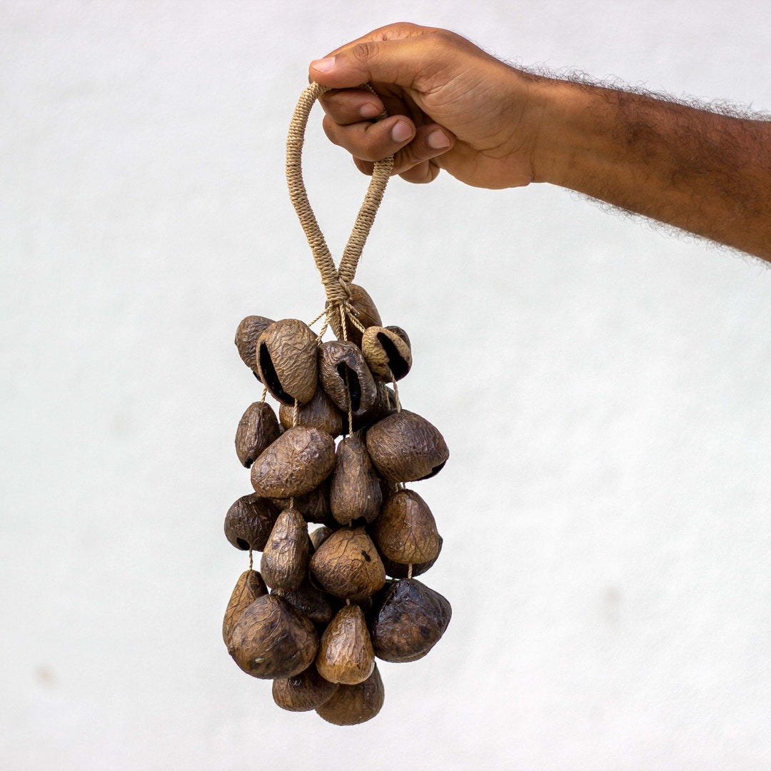 Sarveda Pangi Seed Shell Rattle - Etsy
